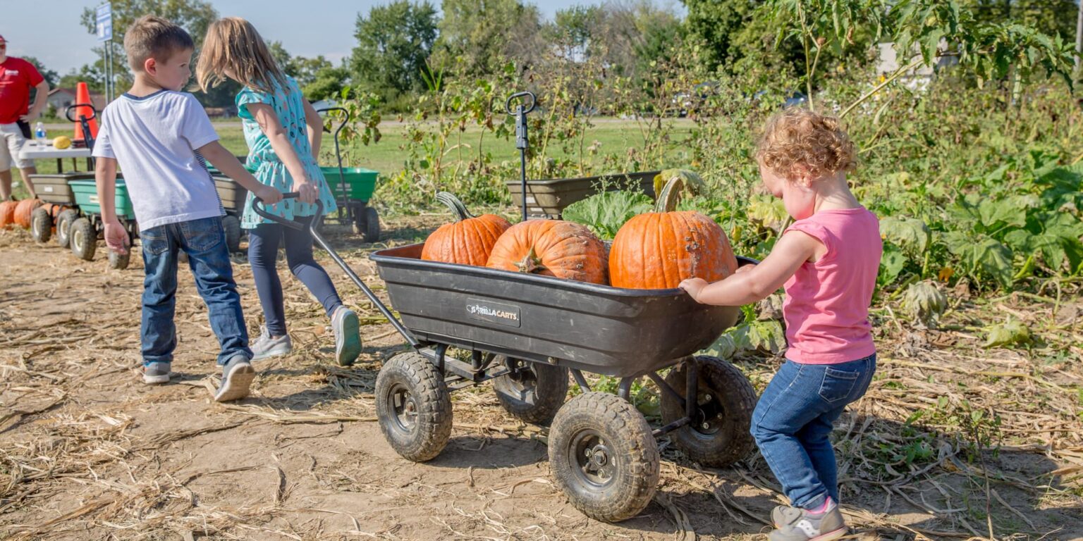 Pick Your Own Pumpkins - Young's Jersey Dairy